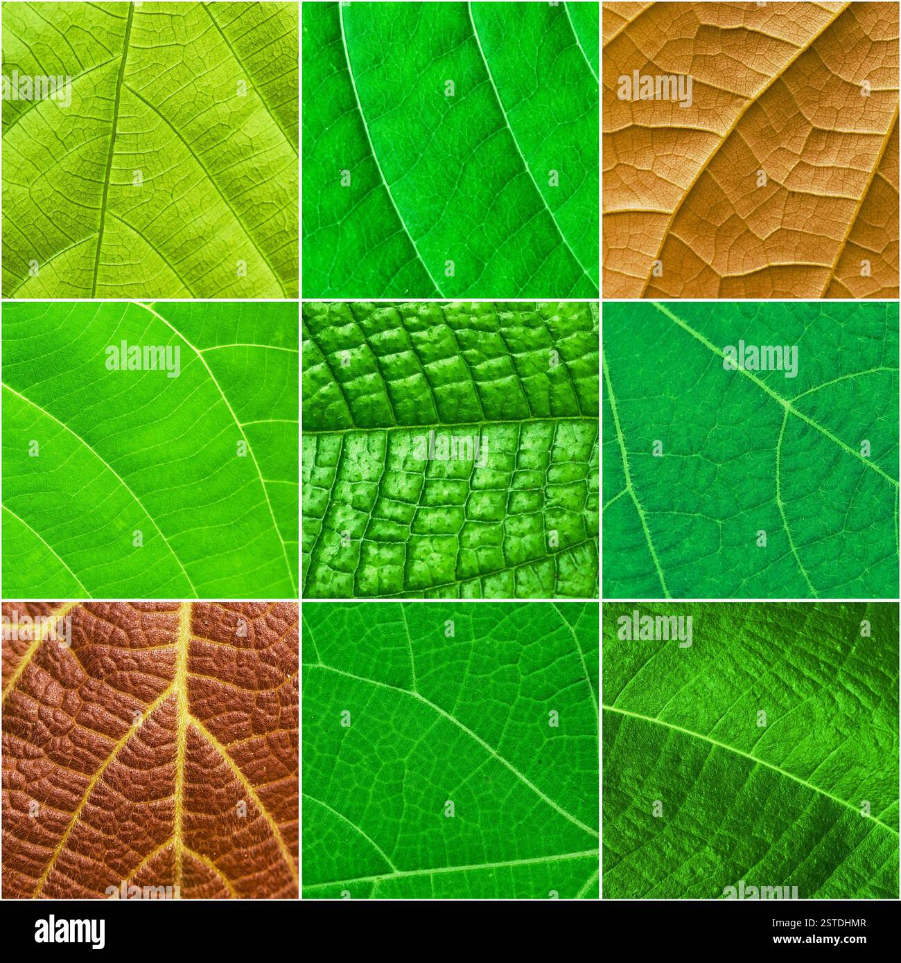 Green leafs square collage - seamless pattern Stock Photo - Alamy