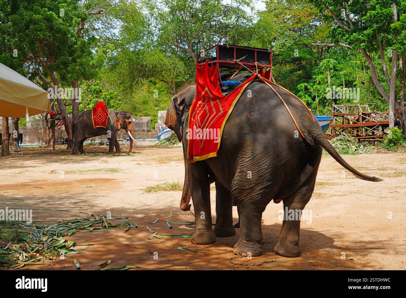PATTAYA, THAILAND -13 JUL 2023- View of an Asian elephant with a saddle ...
