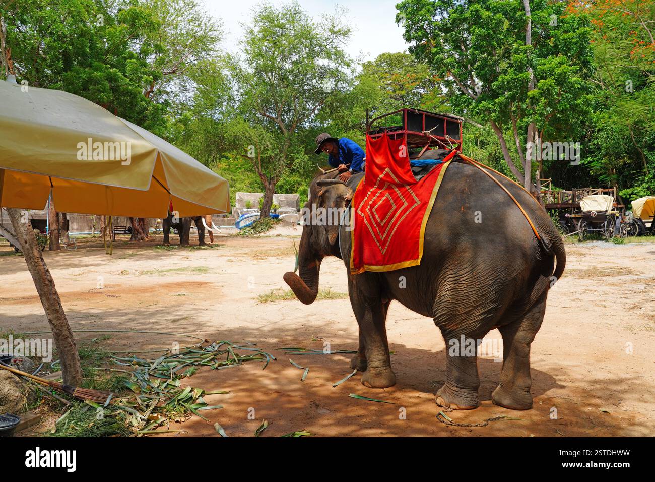 PATTAYA, THAILAND -13 JUL 2023- View of an Asian elephant with a saddle ...