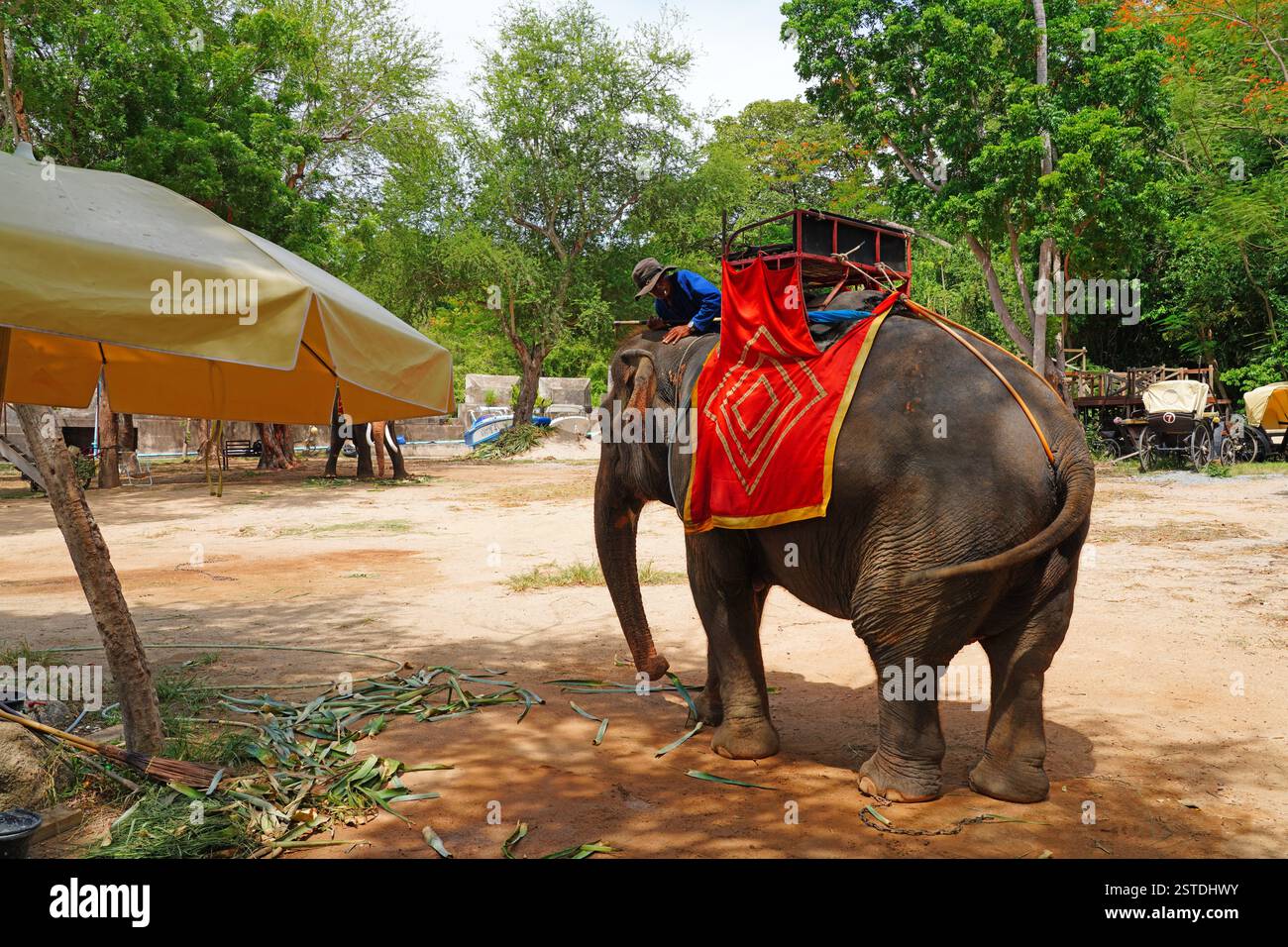 PATTAYA, THAILAND -13 JUL 2023- View of an Asian elephant with a saddle ...