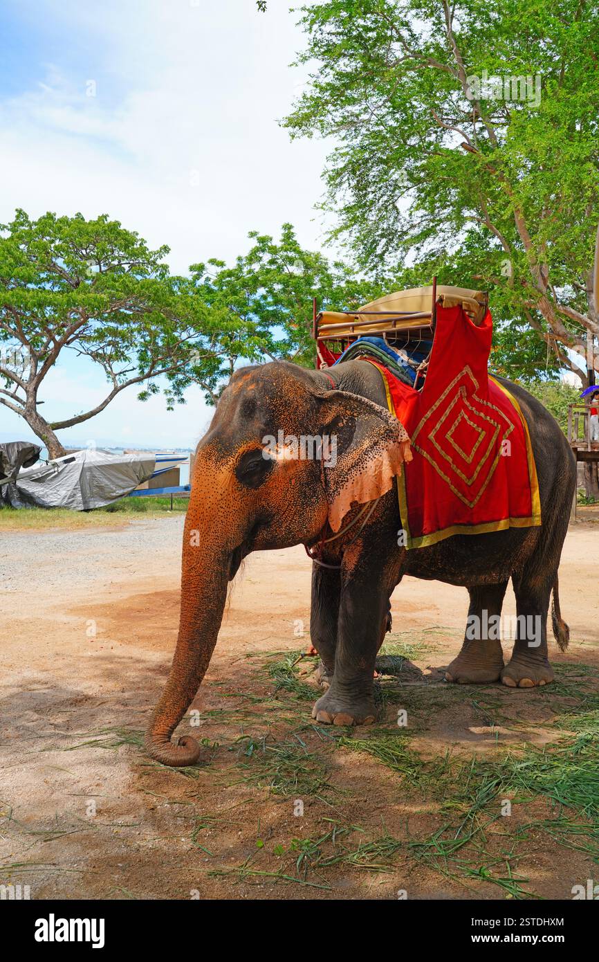 PATTAYA, THAILAND -13 JUL 2023- View of an Asian elephant with a saddle ...