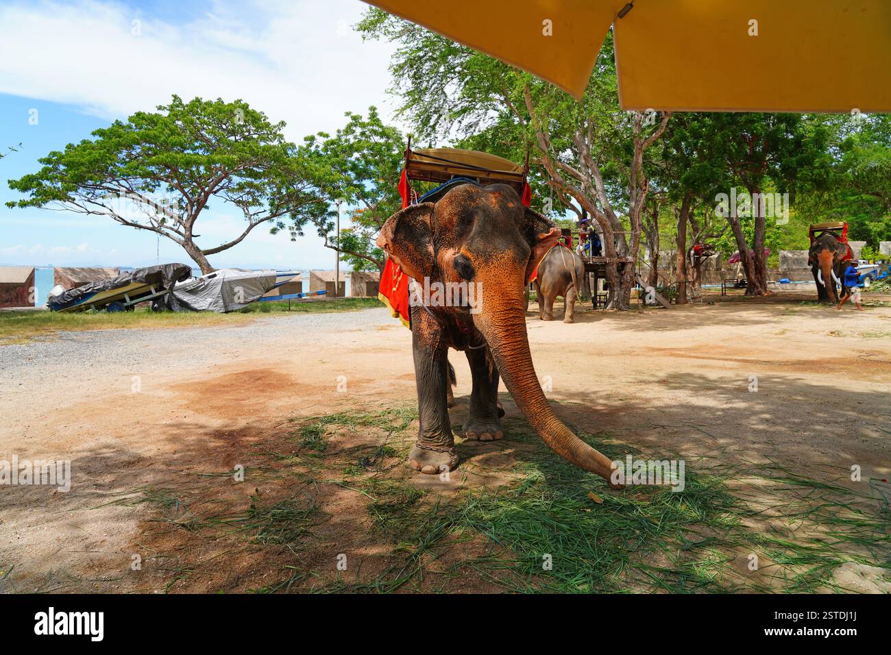 PATTAYA, THAILAND -13 JUL 2023- View of an Asian elephant with a saddle ...