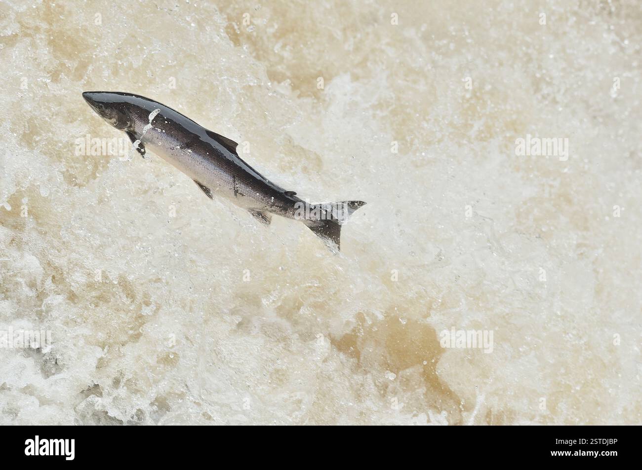 Atlantic Salmon (Salmo salar) leaping waterfall to make it's way ...
