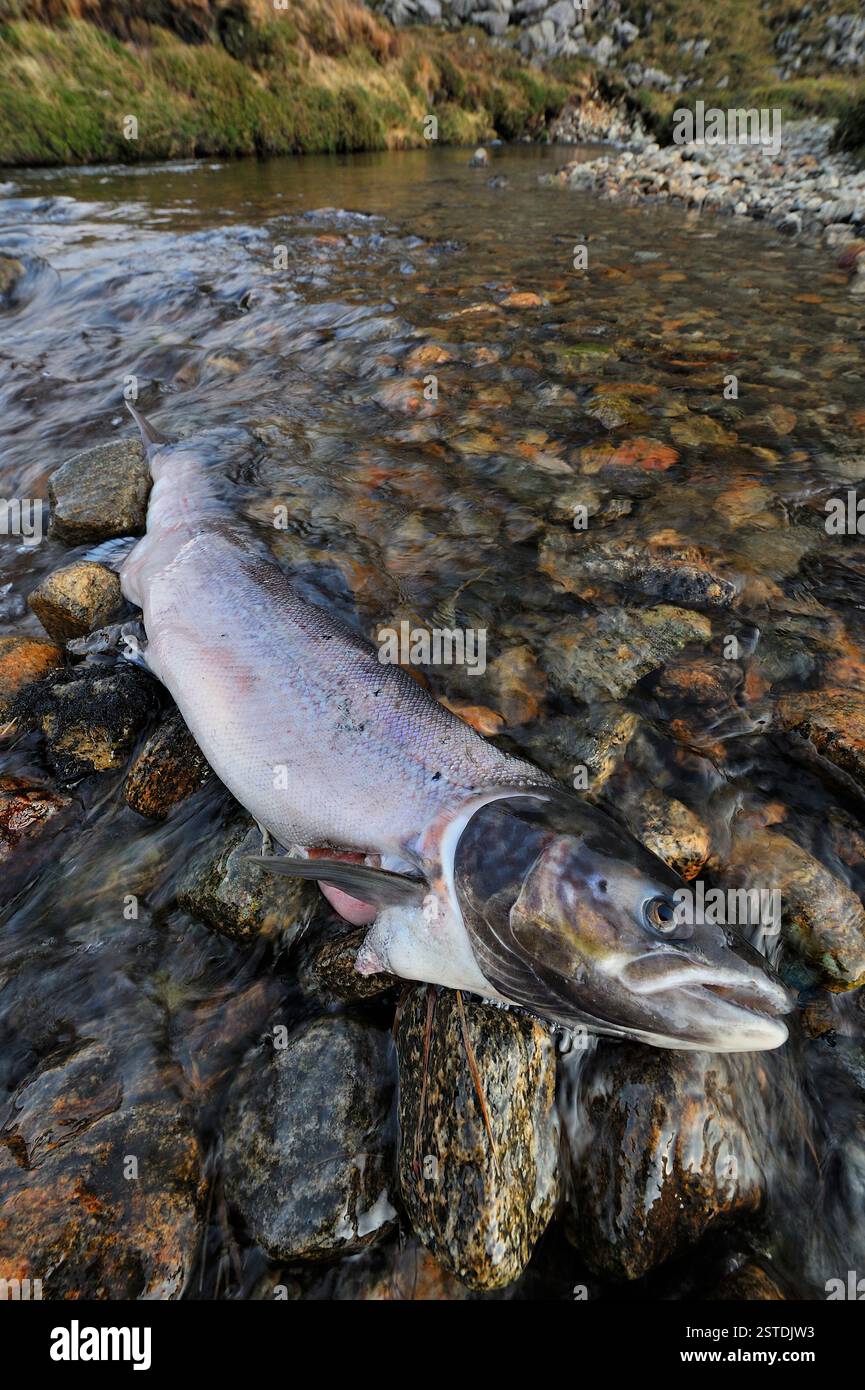 Atlantic Salmon (Salmo salar) dead female / hen fish predated in river ...