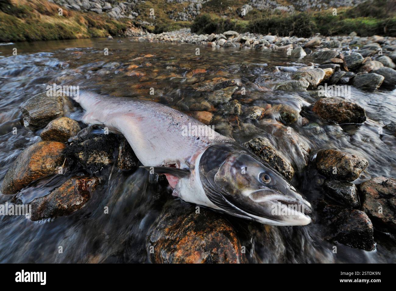 Atlantic Salmon (Salmo salar) dead female / hen fish predated in river ...