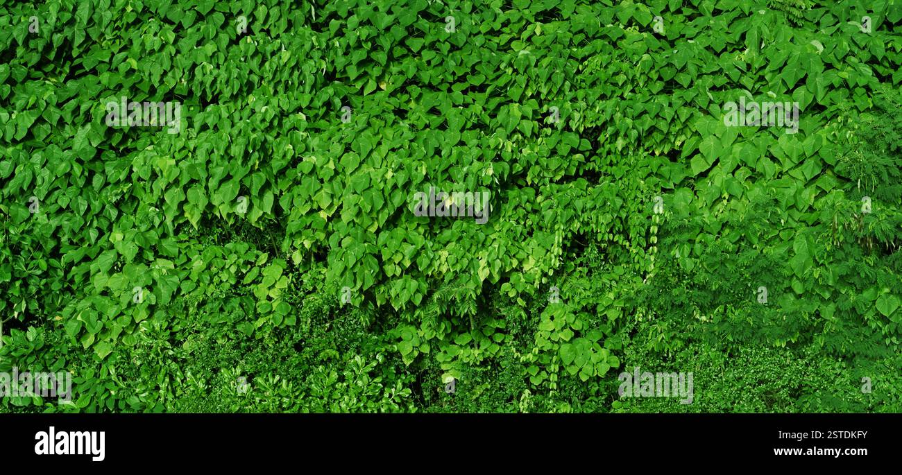 Natural green foliage background - high-resolution panorama Stock Photo ...