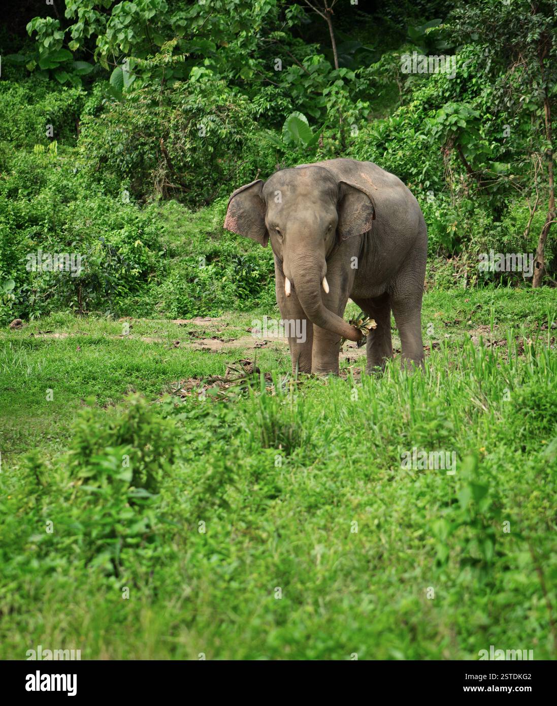 Elephant eats hi-res stock photography and images - Alamy