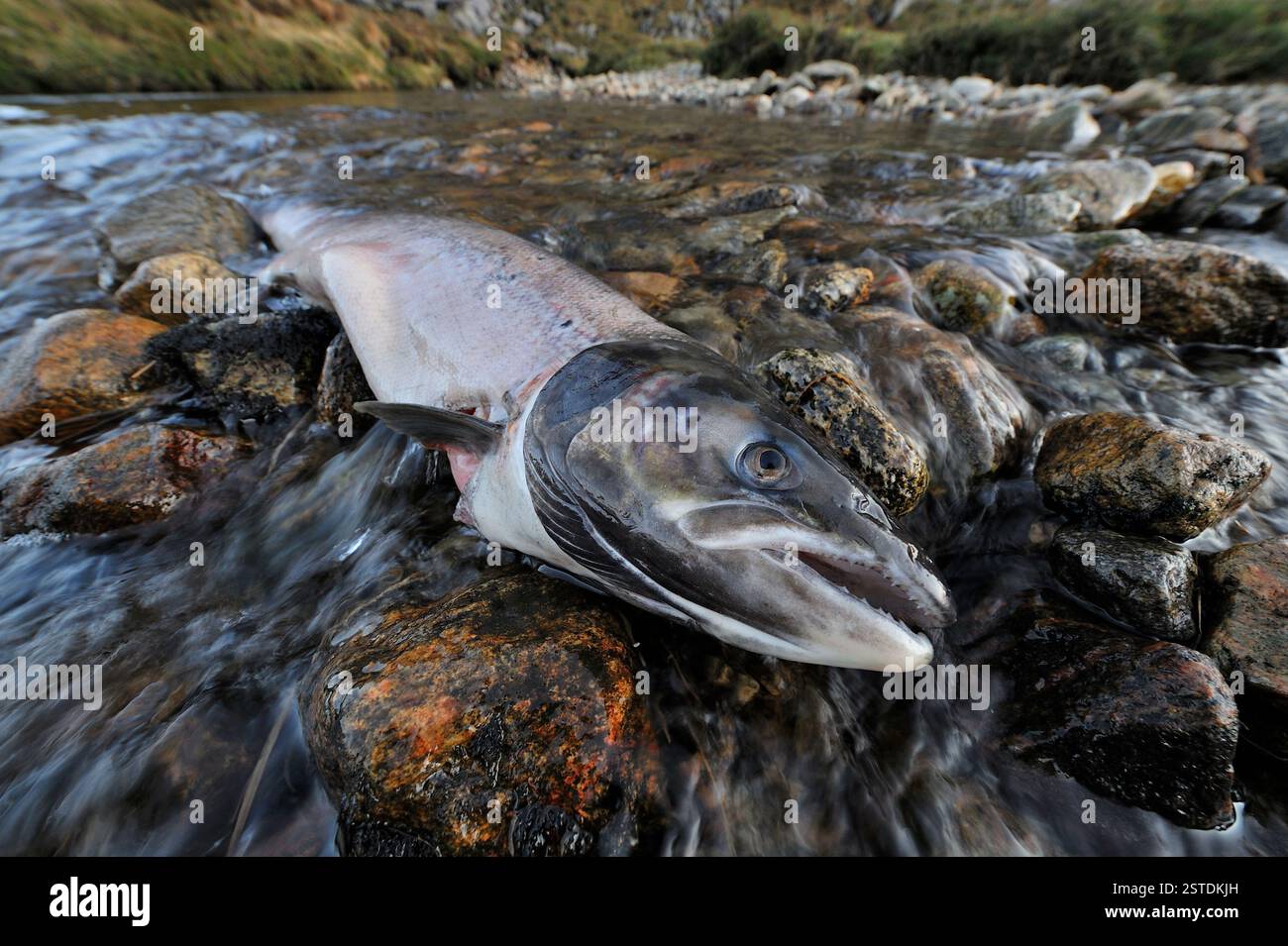 Scotland north harris wildlife hi-res stock photography and images - Alamy