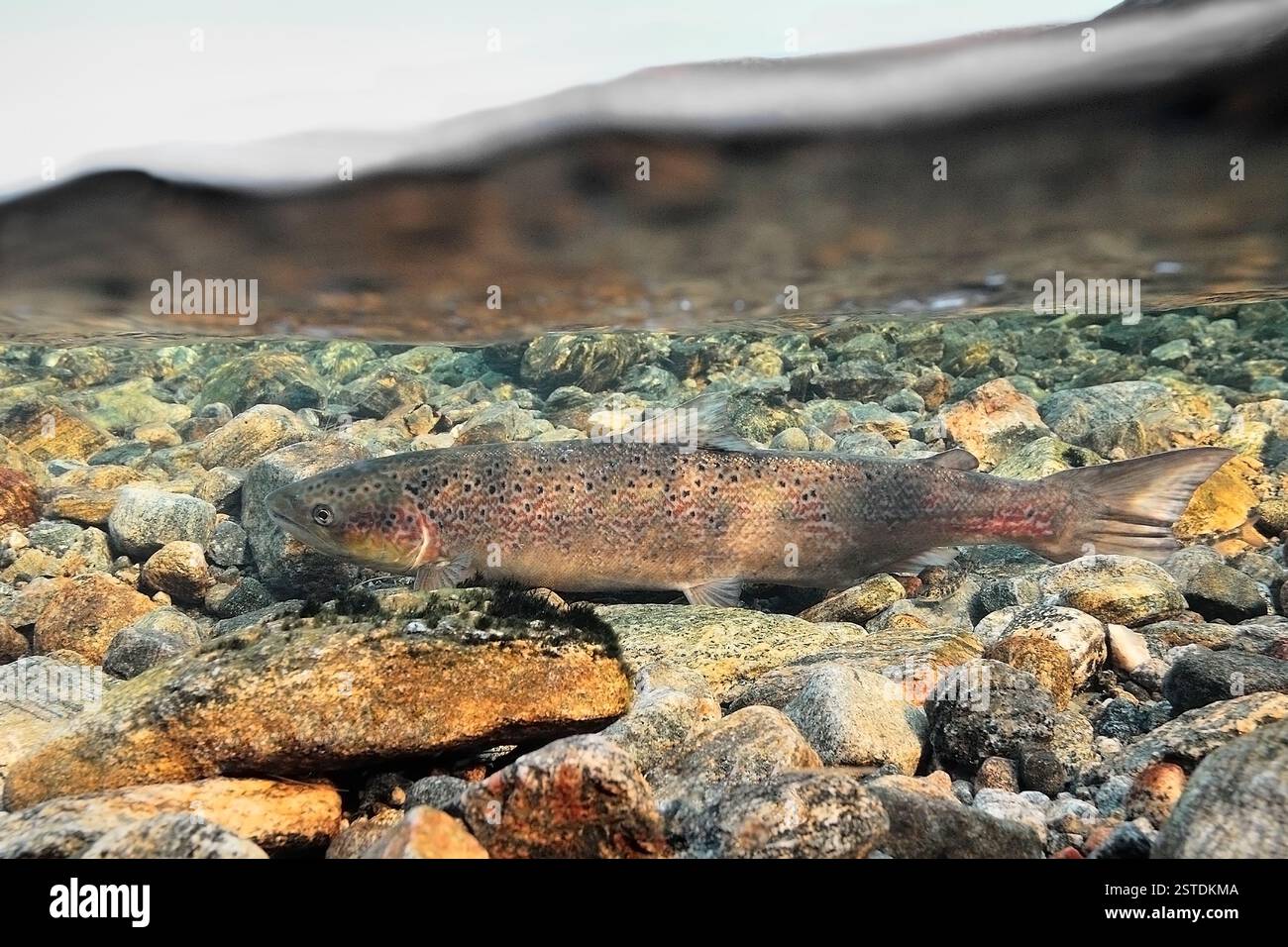 Atlantic Salmon (Salmo salar) split-level view of female / hen fish on ...