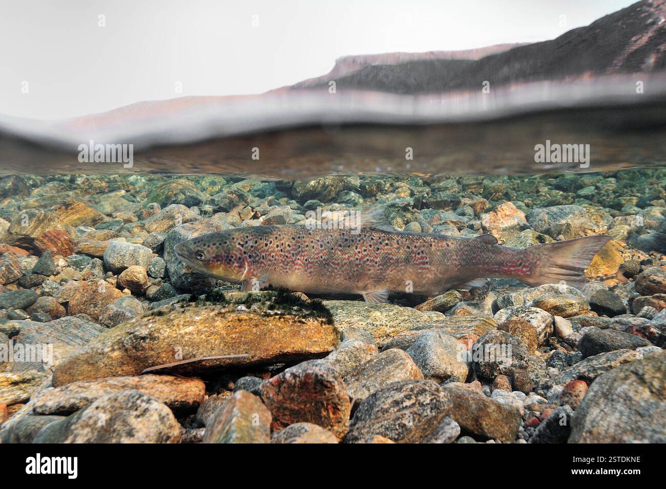 Atlantic Salmon (Salmo salar) split-level view of female / hen fish on ...