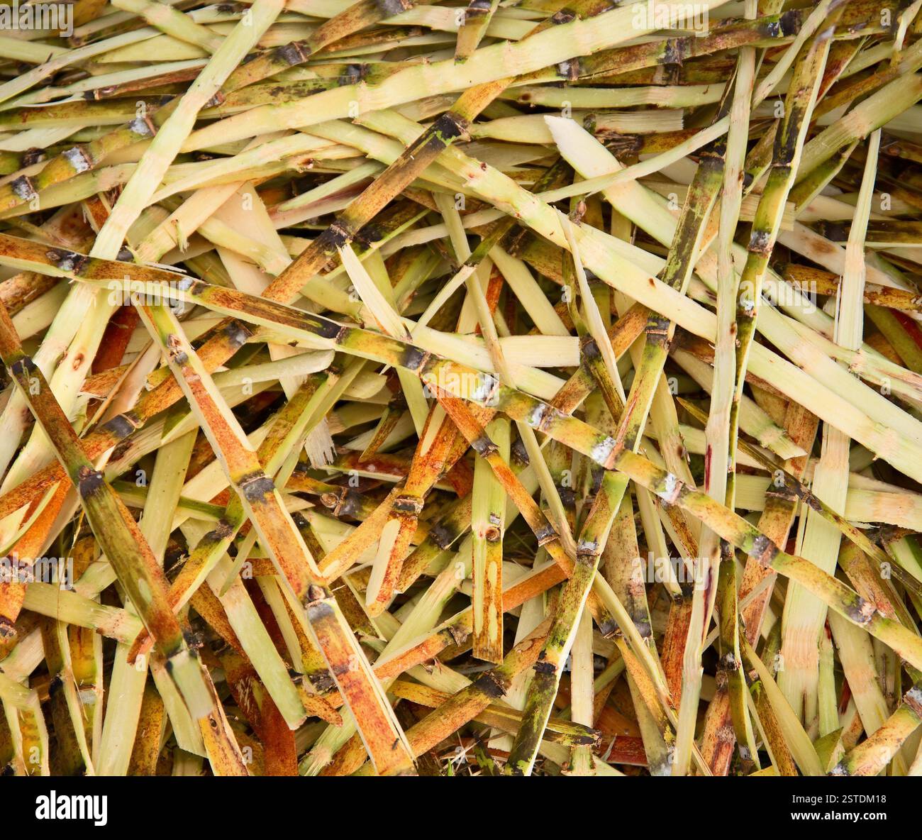 Waste from sugar production - sugar cane peels Stock Photo - Alamy