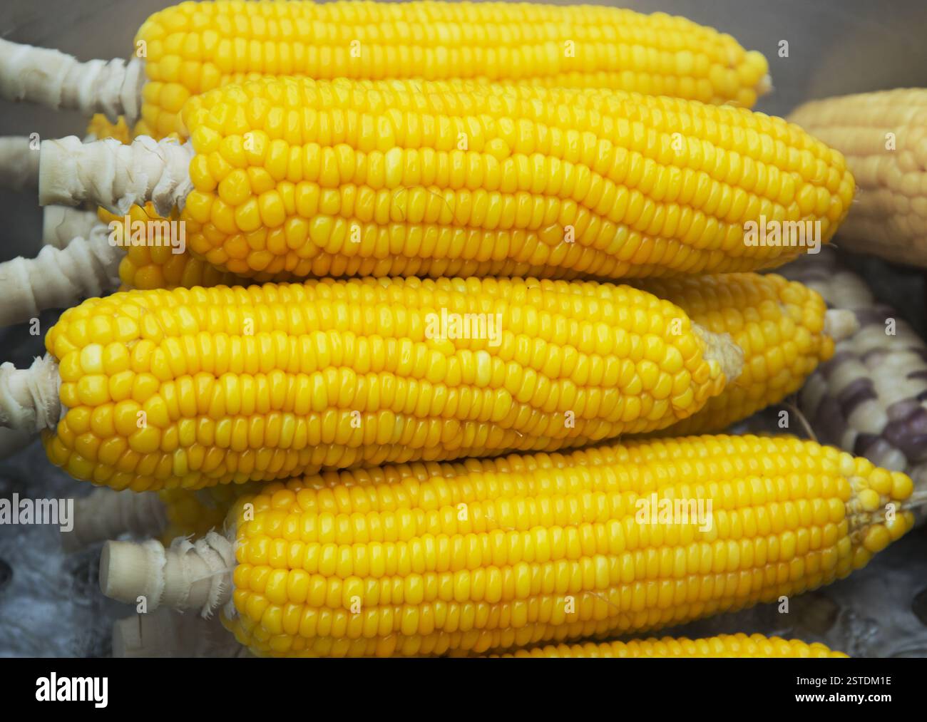 Open cobs of sweet corn hi-res stock photography and images - Alamy