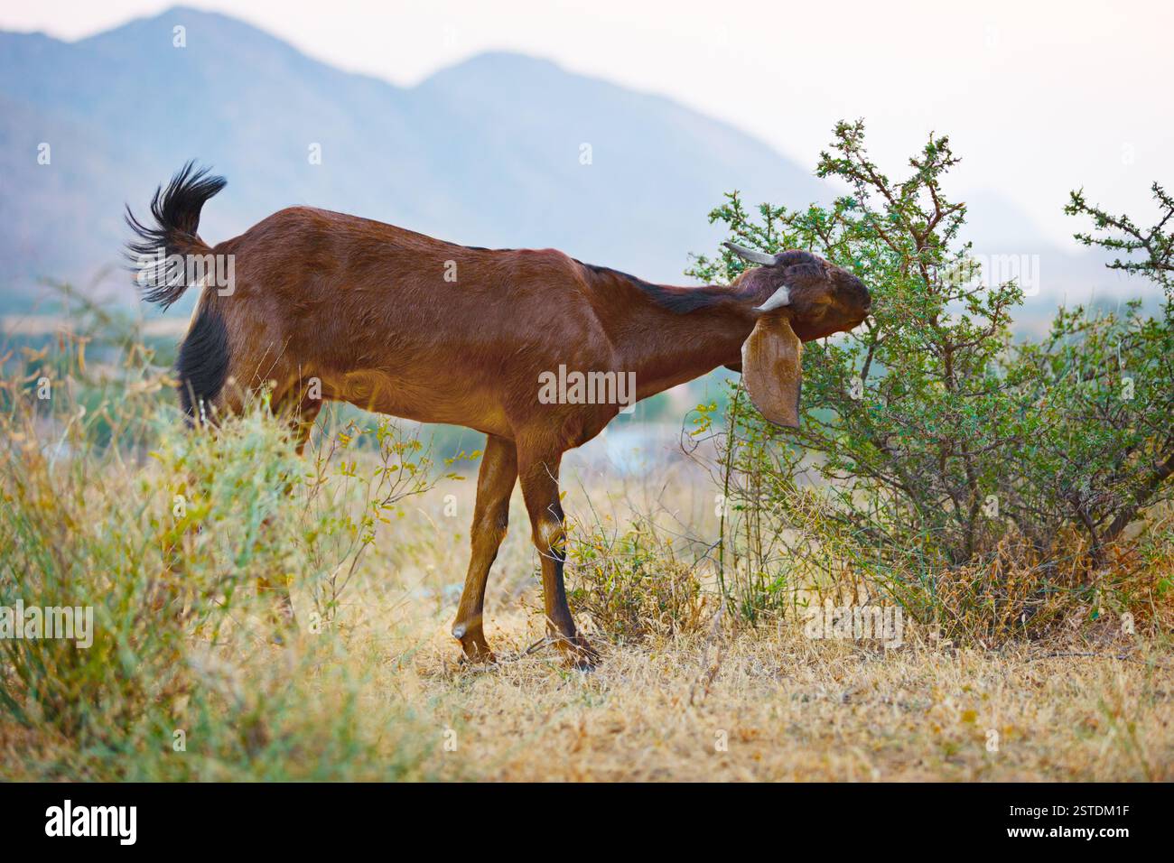 Thorny animals hi-res stock photography and images - Alamy