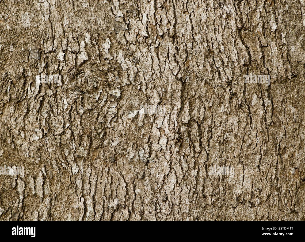Bark of old deciduous tree - natural background Stock Photo - Alamy