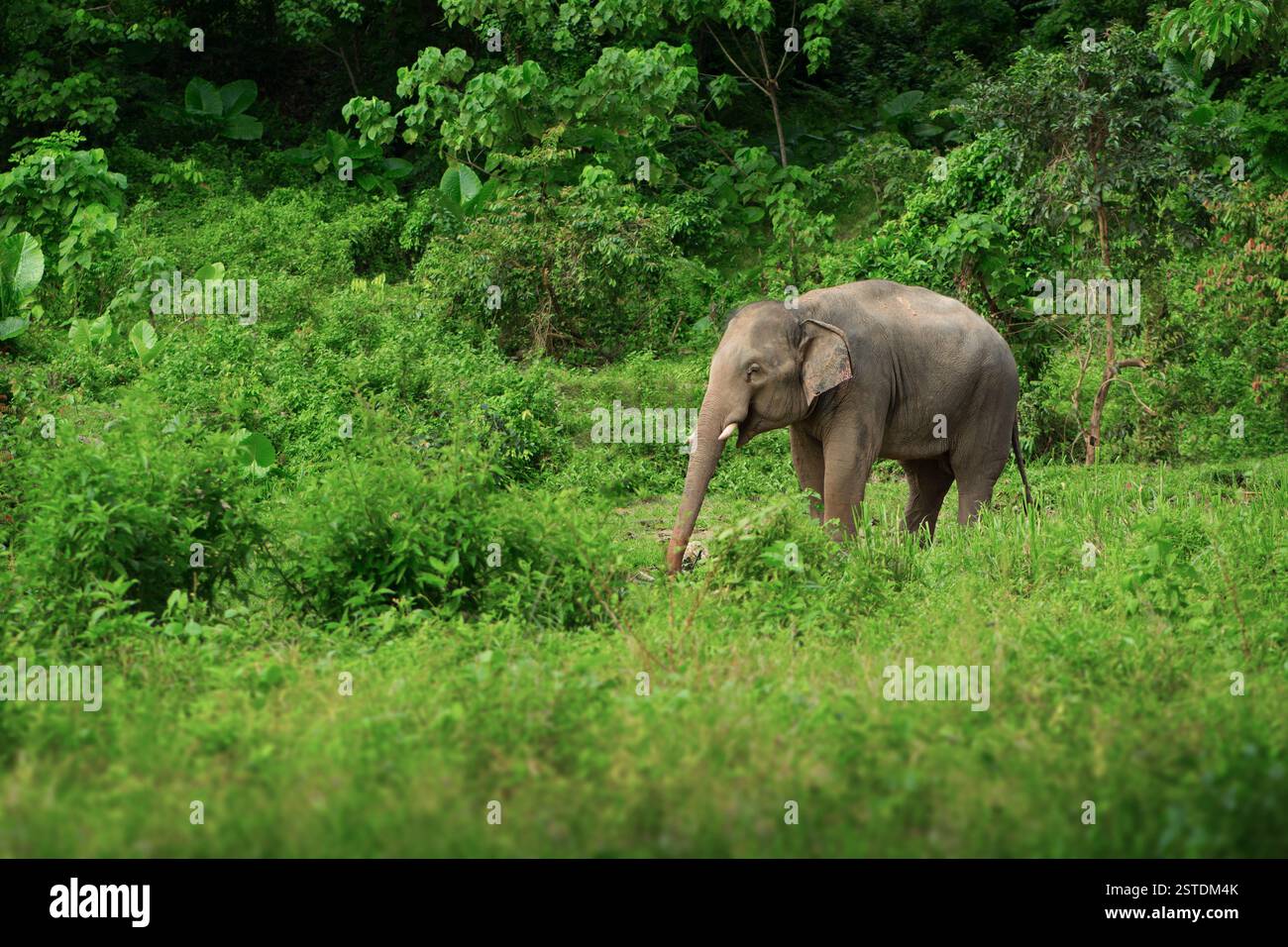 Female elephant near the rainforest. Thailand Stock Photo - Alamy