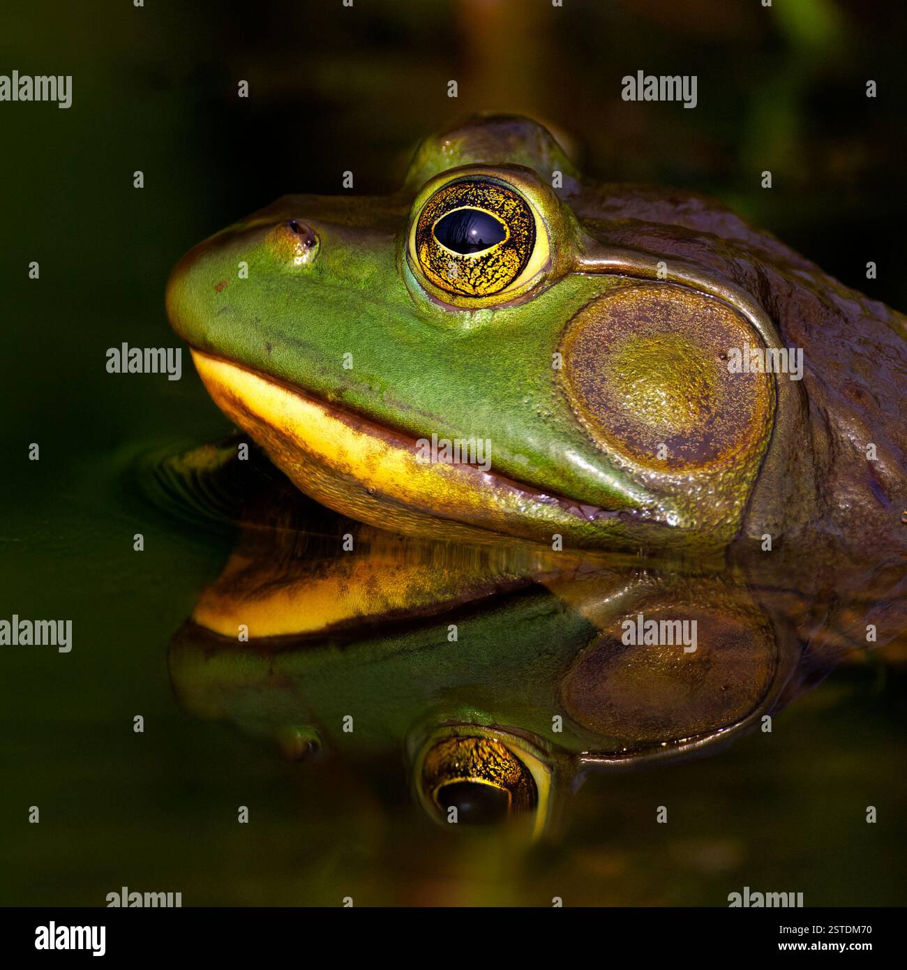 Closeup of a Male American Bullfrog (Lithobates catesbeianus) - Huron ...