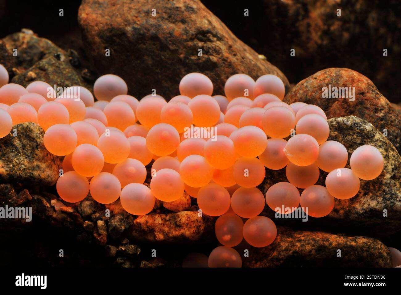 Atlantic Salmon (Salmo salar) close-up of eggs photographed in a ...