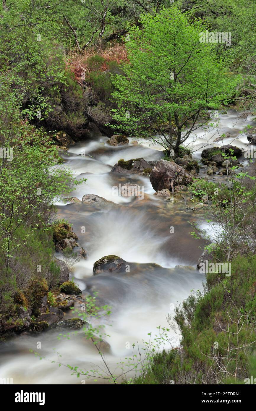 Woodland Burn / Stream, running though pinewood with Alder tree ...
