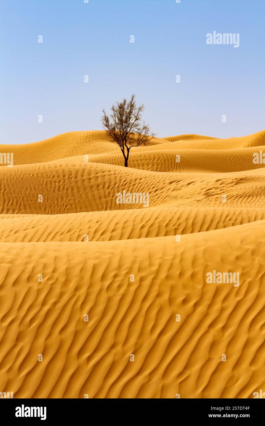 Background. Tamarisk trees (Tamarix aphylla) growing on a sand dunes in ...