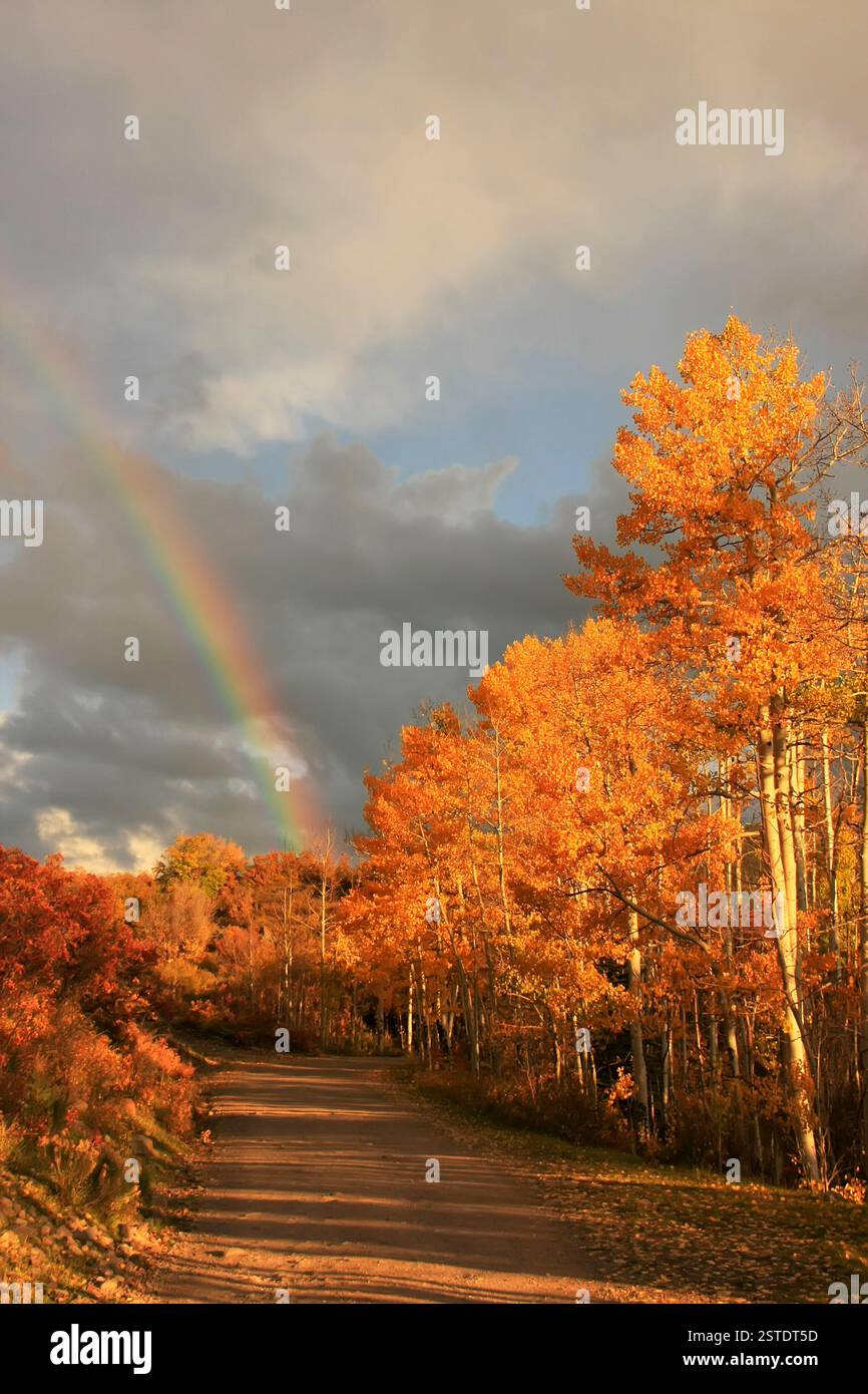 Rainbow over aspen trees, Colorado, USA Stock Photo - Alamy