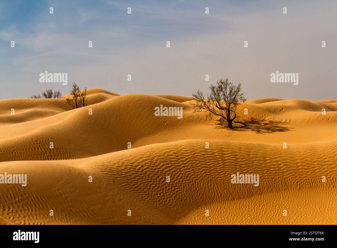 Background. Tamarisk trees (Tamarix aphylla) growing on a sand dunes in ...