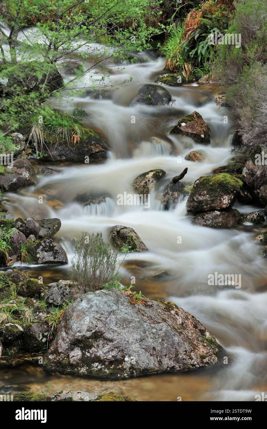 Woodland Burn / Stream, running though pinewood, flanked with ferns ...