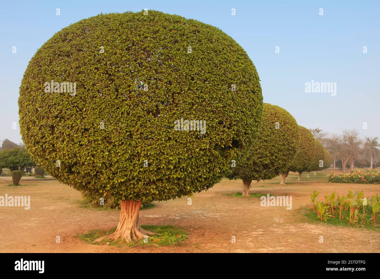 Trees in a garden around Lotus Temple, New Delhi Stock Photo - Alamy