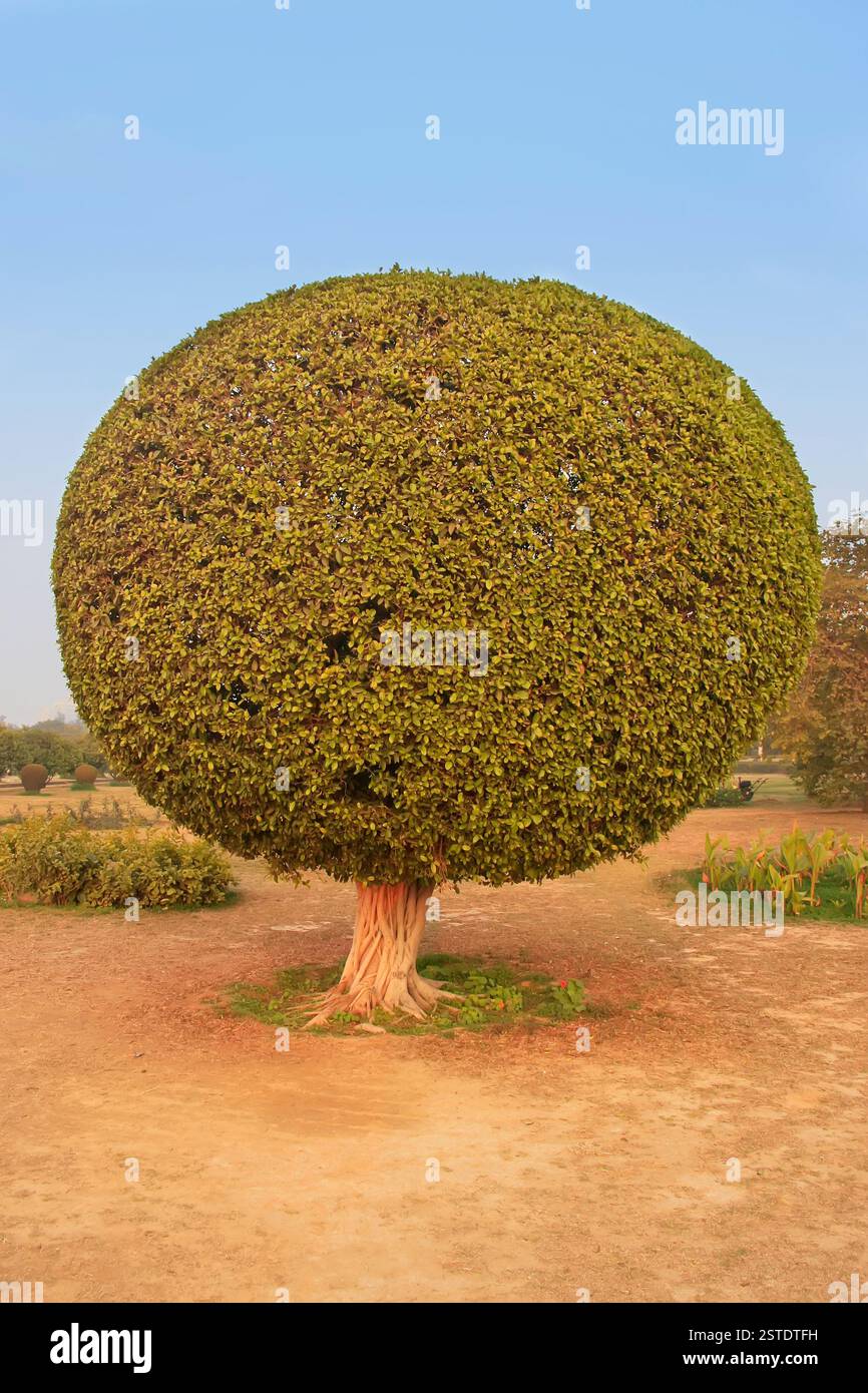Trees in a garden around Lotus Temple, New Delhi Stock Photo - Alamy