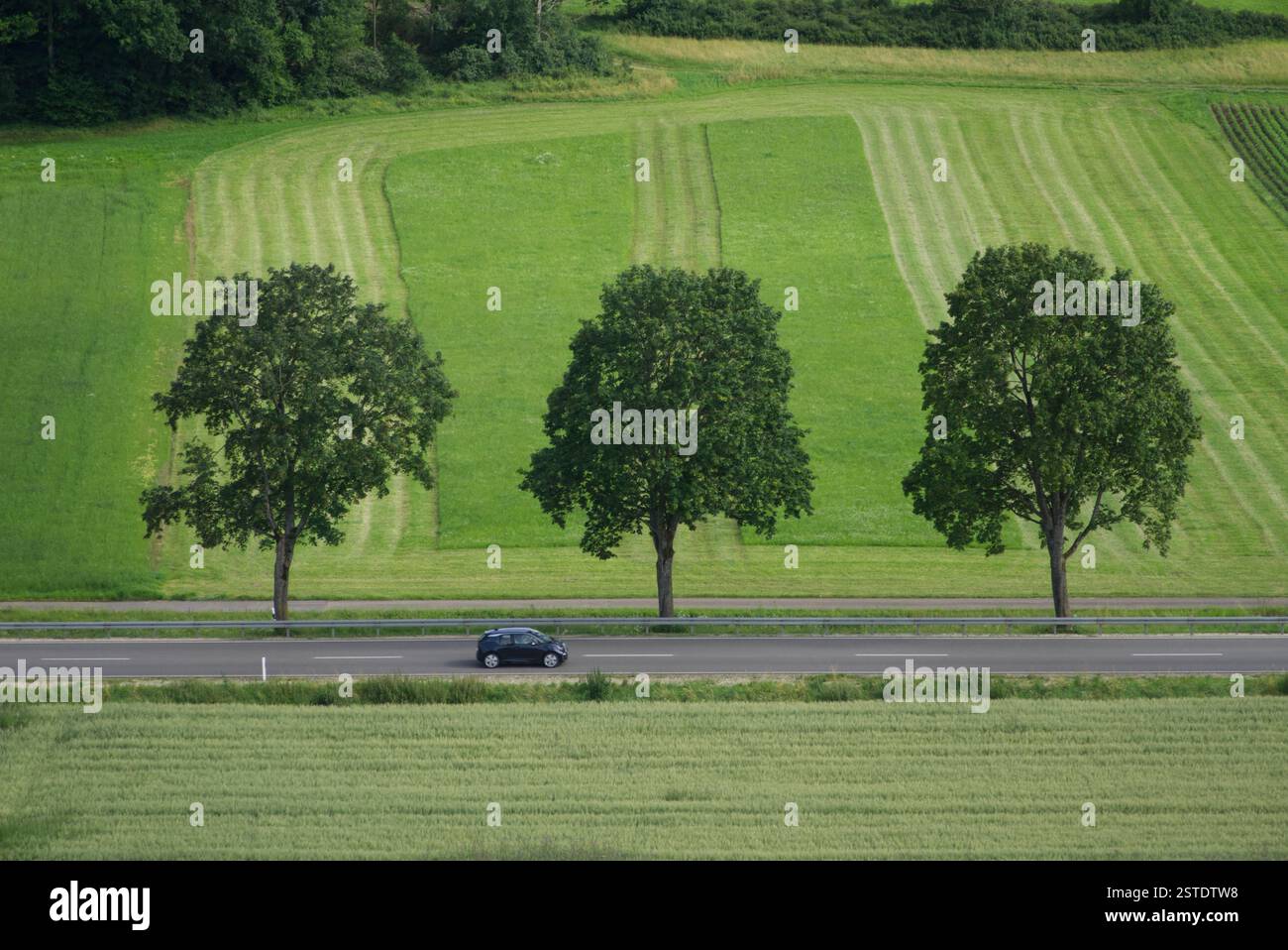 Three trees standing along a road on which a car is driving Stock Photo ...