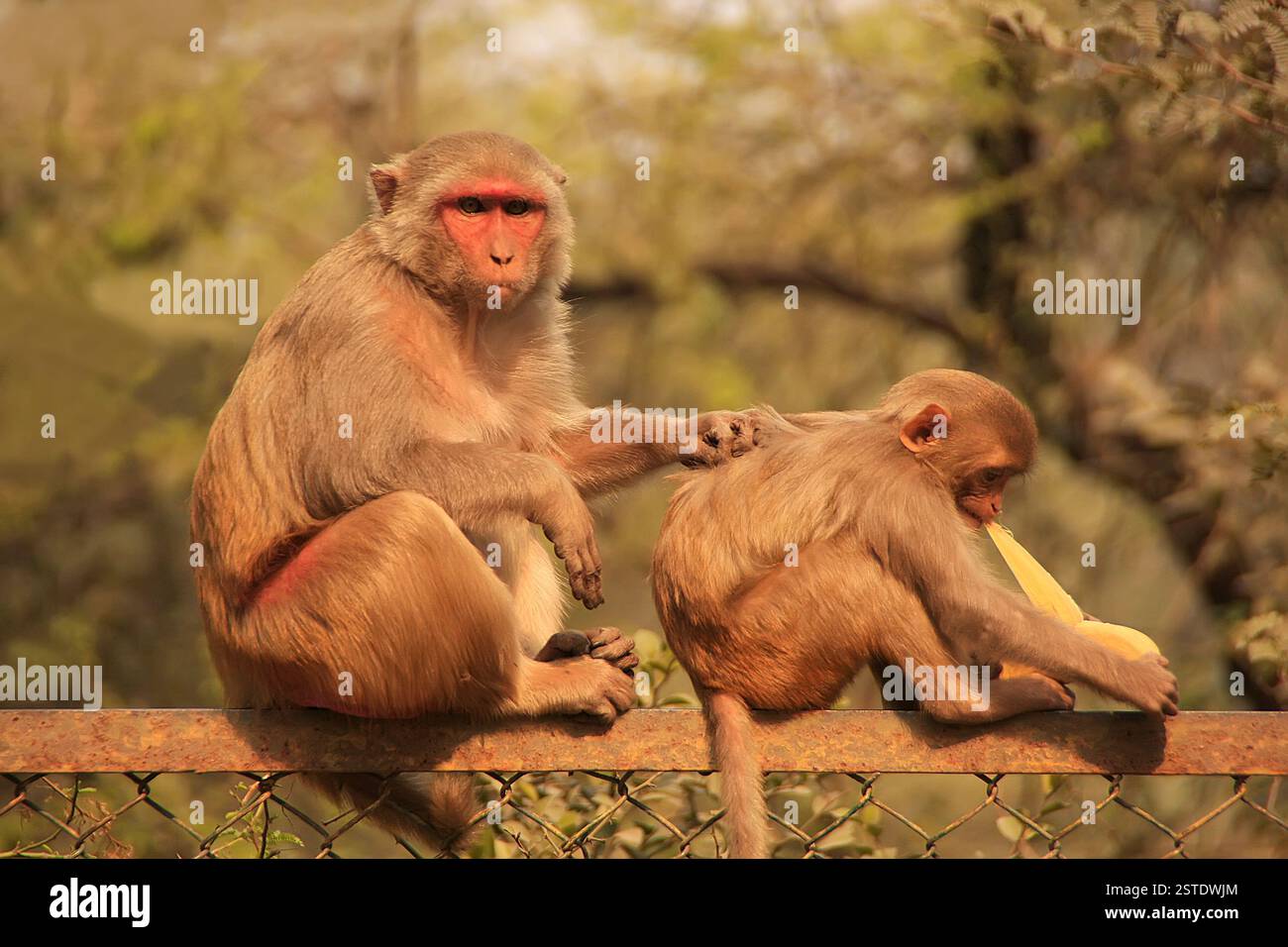 Rhesus Macaque grooming young macaque, New Delhi Stock Photo - Alamy