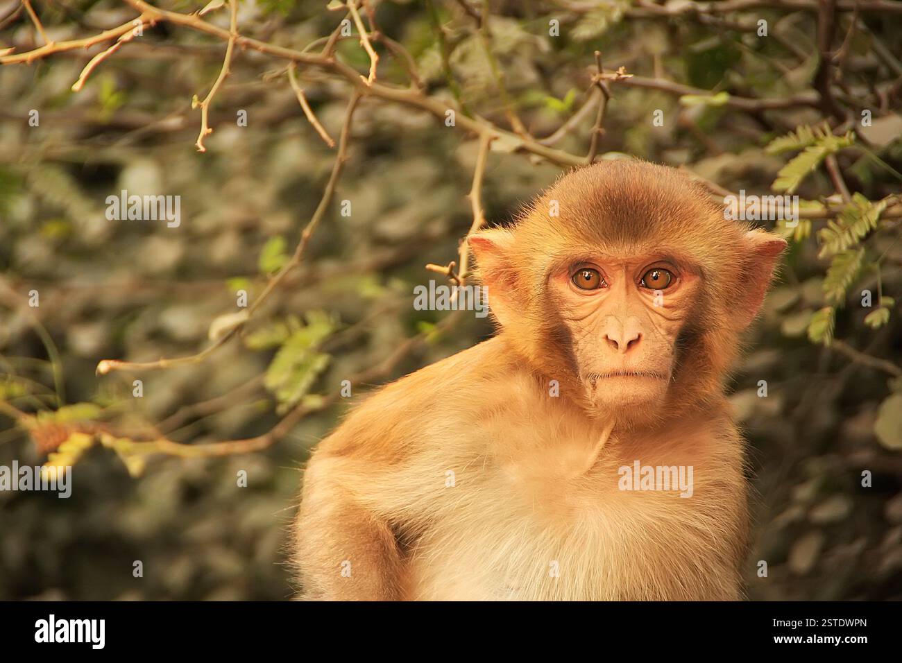 Portrait of young Rhesus Macaque, New Delhi, India Stock Photo - Alamy