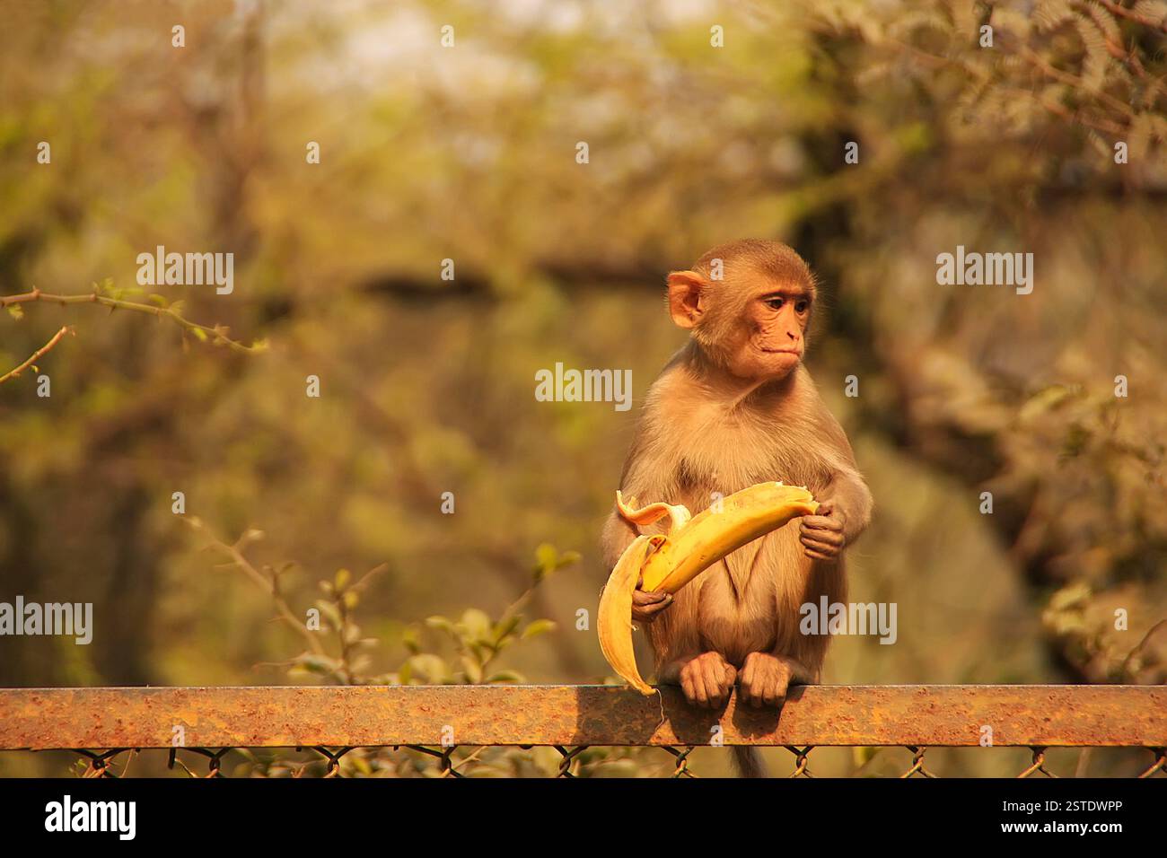 Young Rhesus Macaque eating banana, New Delhi, Ind Stock Photo - Alamy