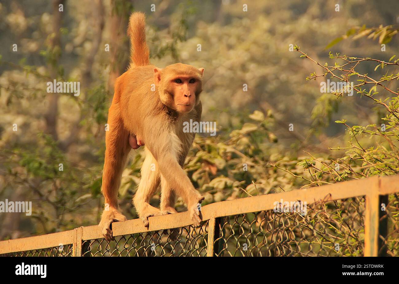 Rhesus Macaque walking on a fence, New Delhi, Indi Stock Photo - Alamy