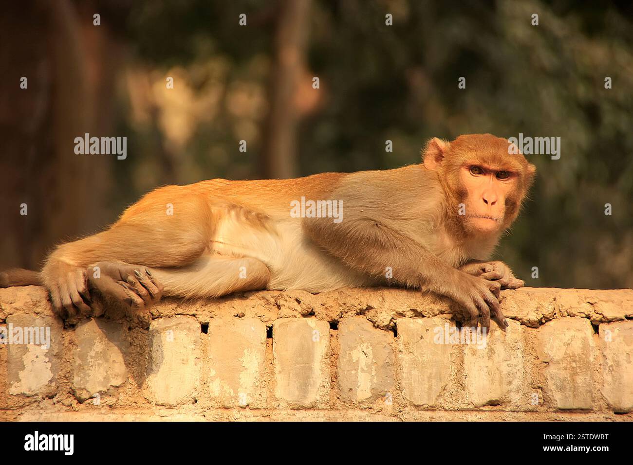 Rhesus Macaque laying on a fence, New Delhi, India Stock Photo - Alamy