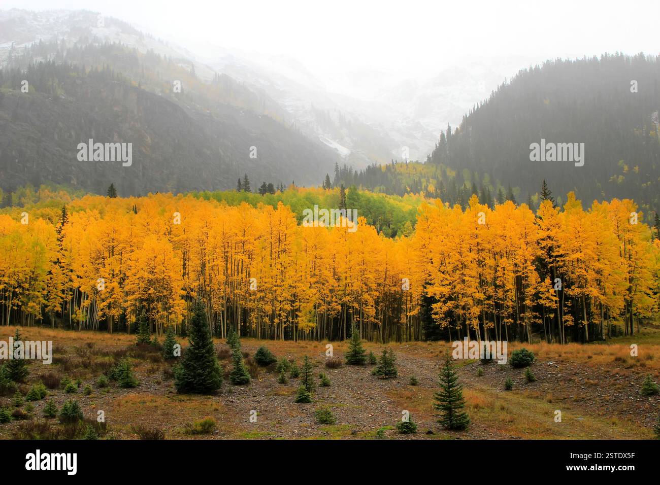 Aspen trees with fall color during snowstorm, Unco Stock Photo - Alamy