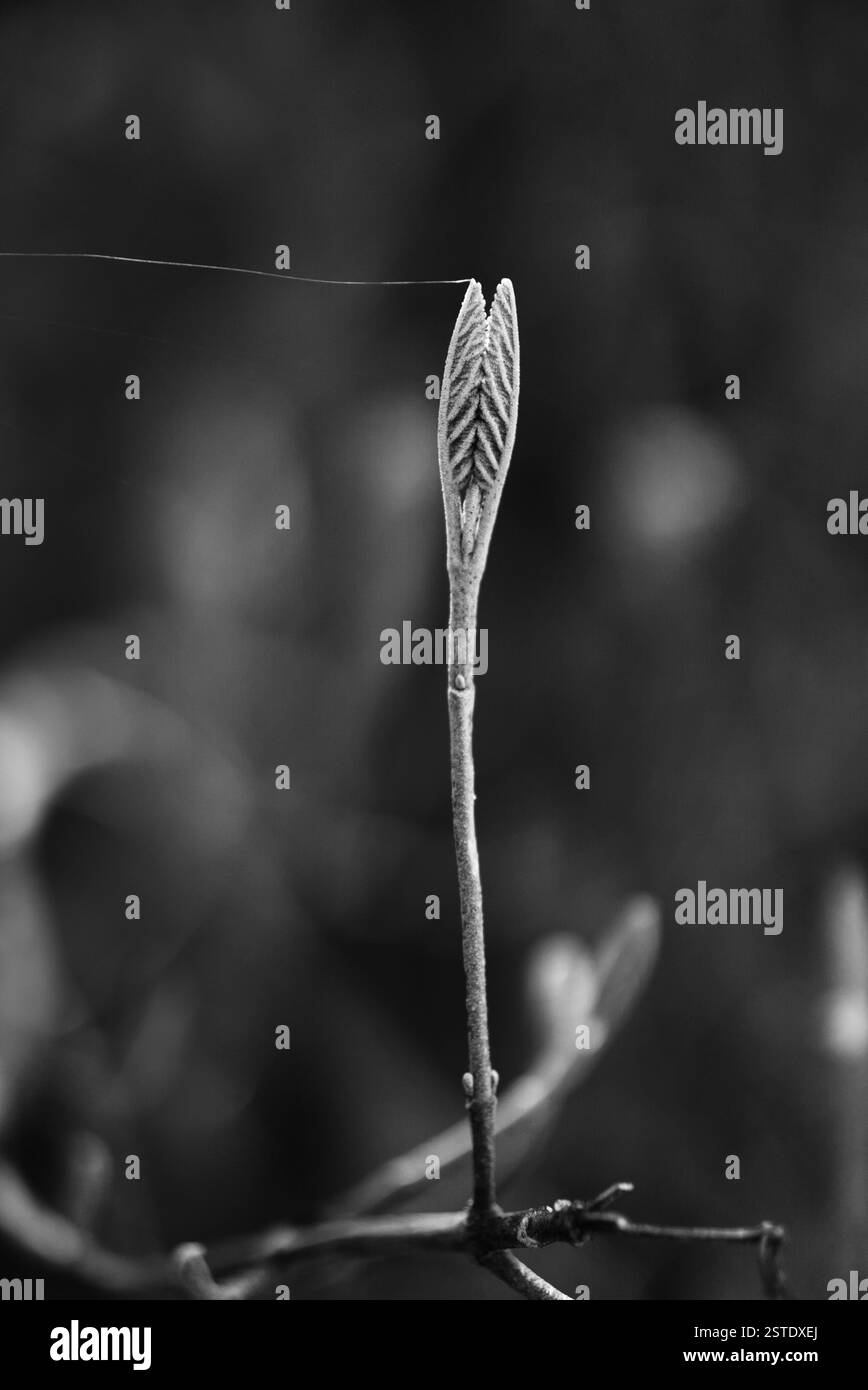 Cobweb detail hi-res stock photography and images - Alamy