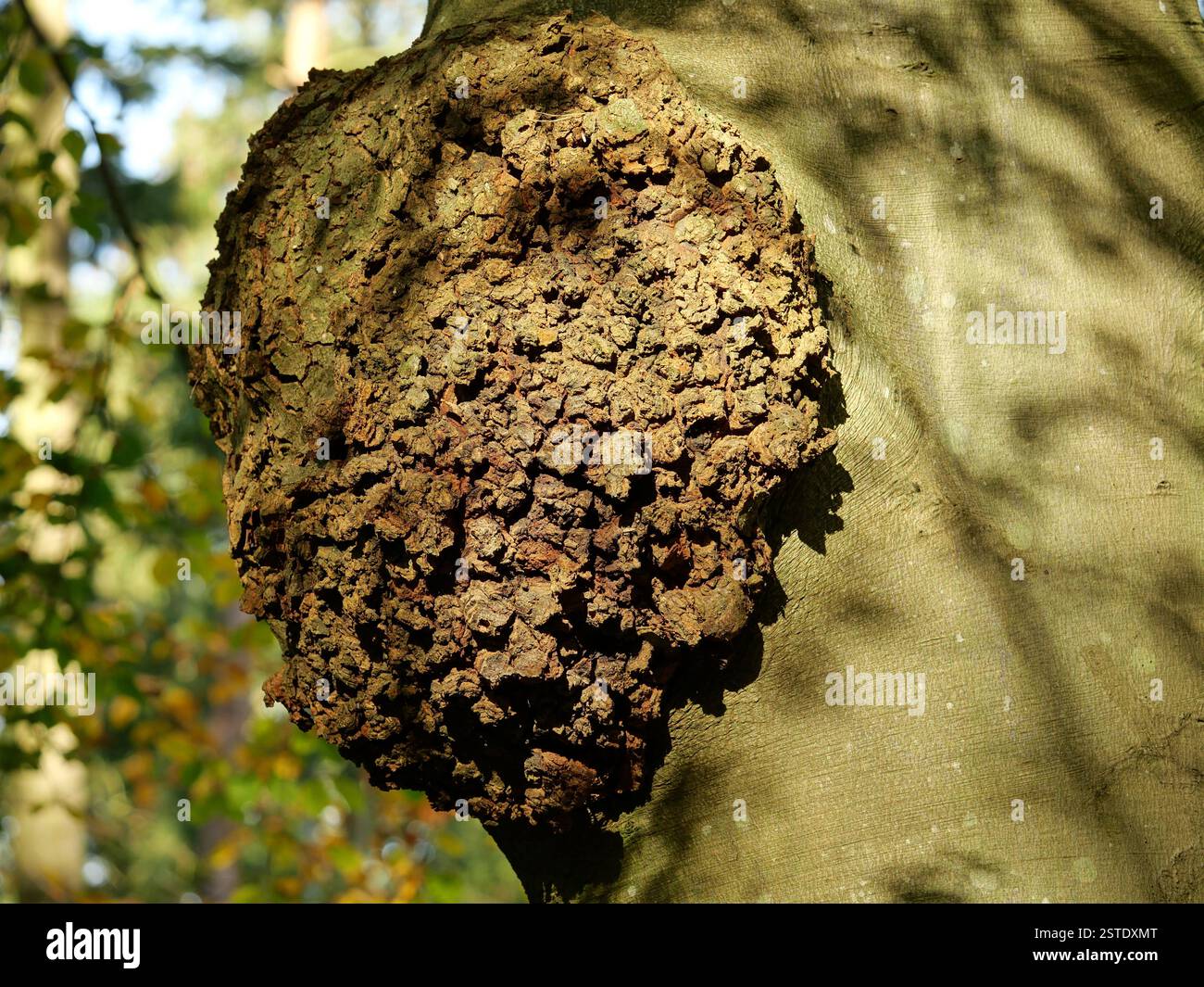 Wooden bead on the beech tree.These wood burls exhibit a unique grain ...