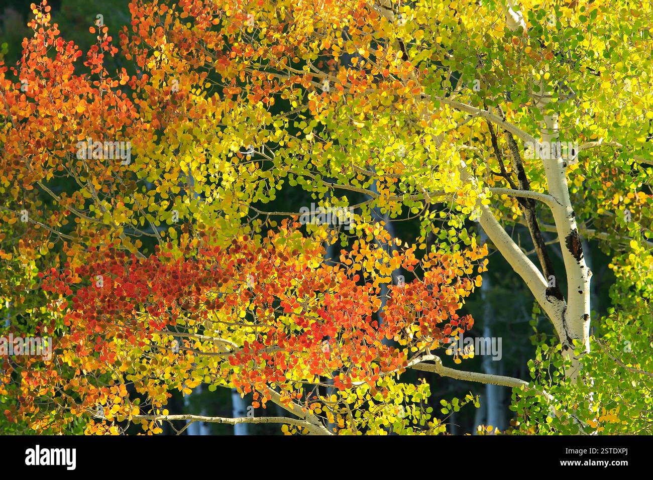 Aspen tree with fall color, Mount Sneffels Range Stock Photo - Alamy