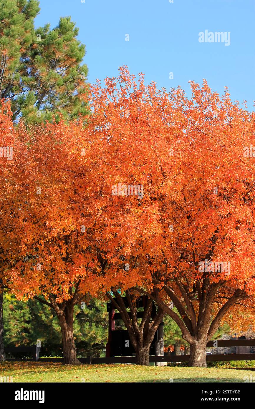 Flowering pear tree with fall color Stock Photo - Alamy