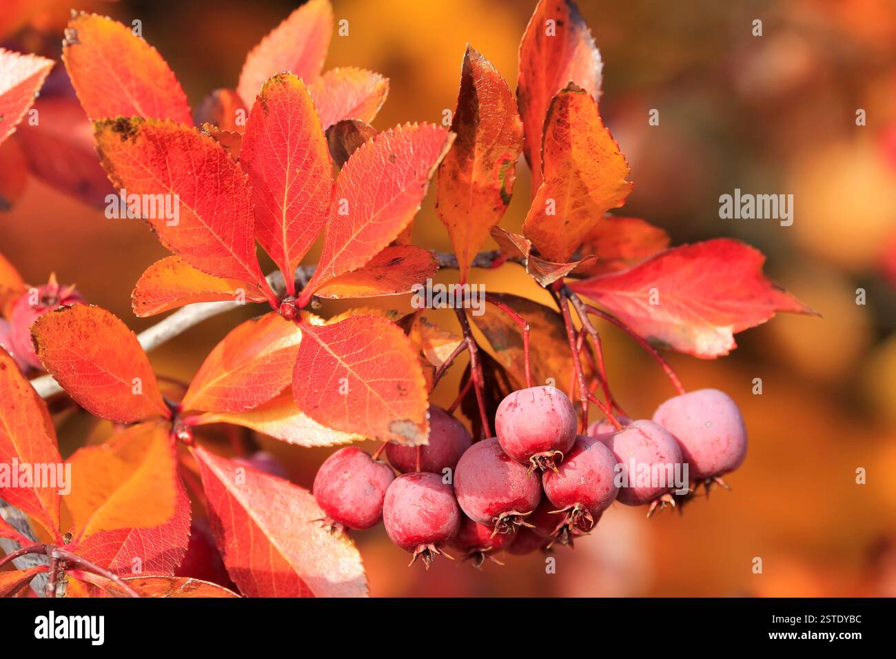 Close up of fruit of Pacific Crabapple tree (Malus Stock Photo - Alamy