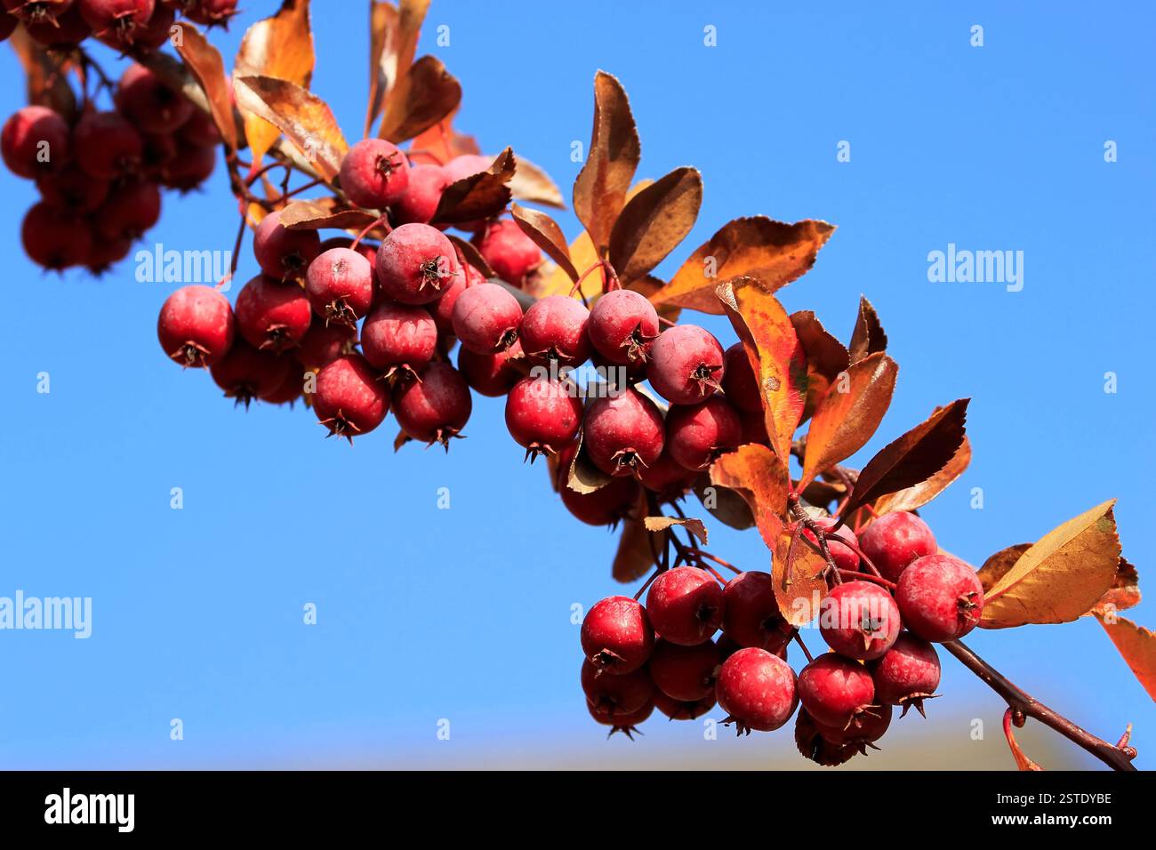 Close up of fruit of Pacific Crabapple tree (Malus Stock Photo - Alamy