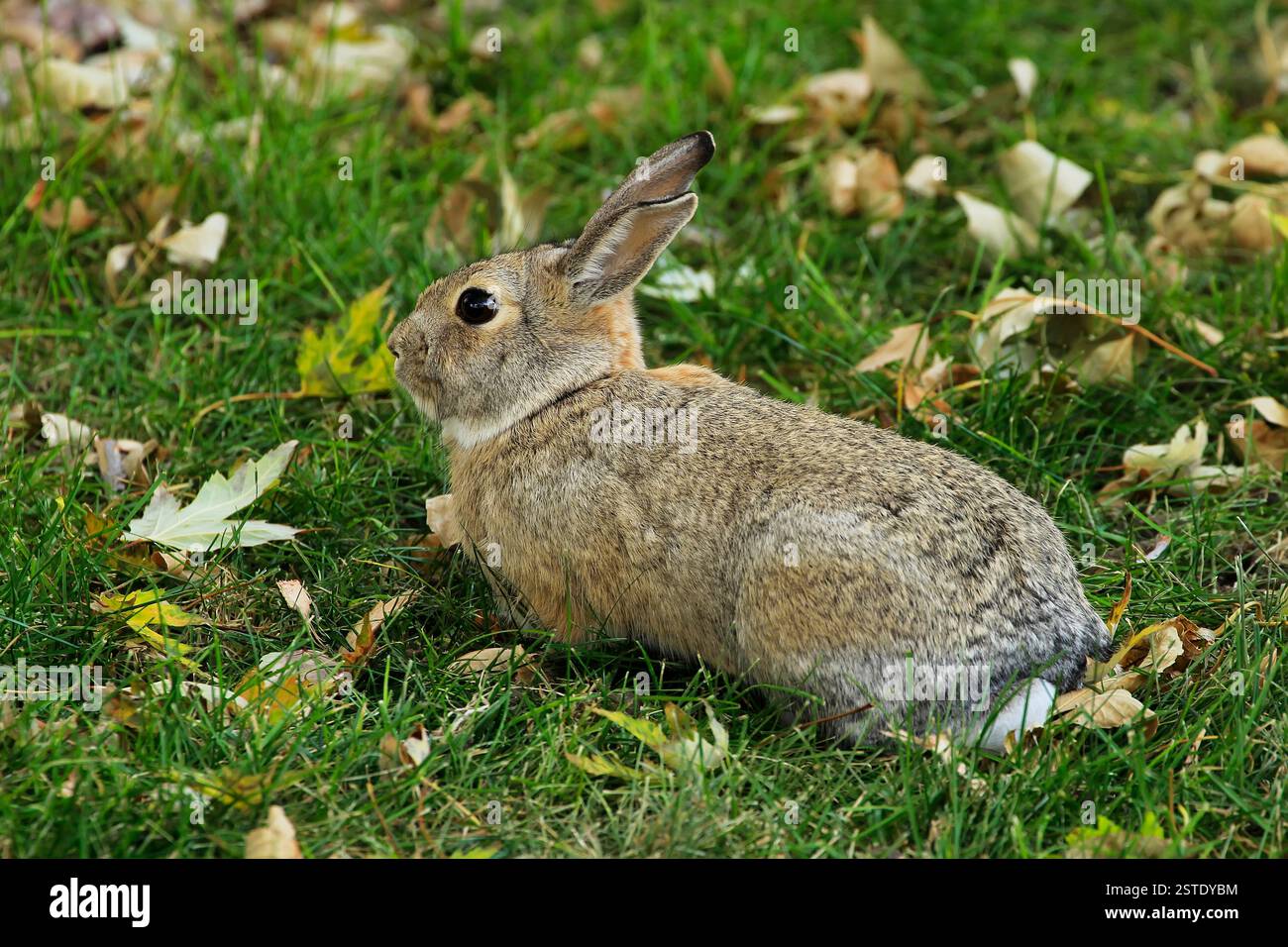 Eastern cottontail (Sylvilagus floridanus) rabbit Stock Photo - Alamy
