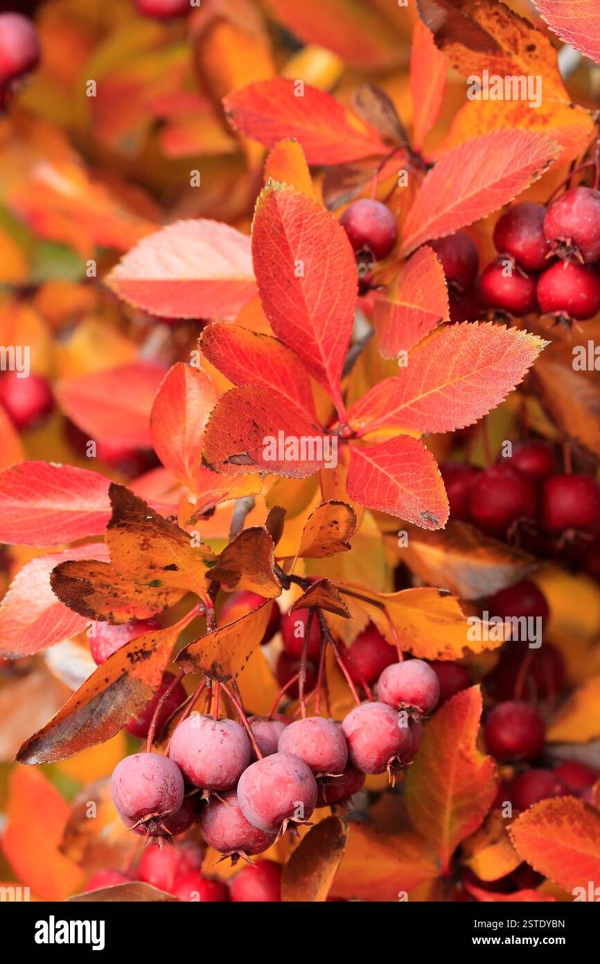 Close up of fruit of pacific crabapple tree malus fusca hi-res stock ...