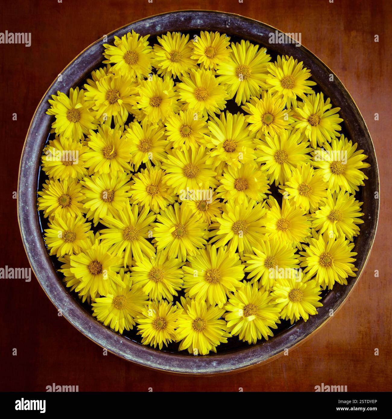 Vivid yellow flora hi-res stock photography and images - Alamy