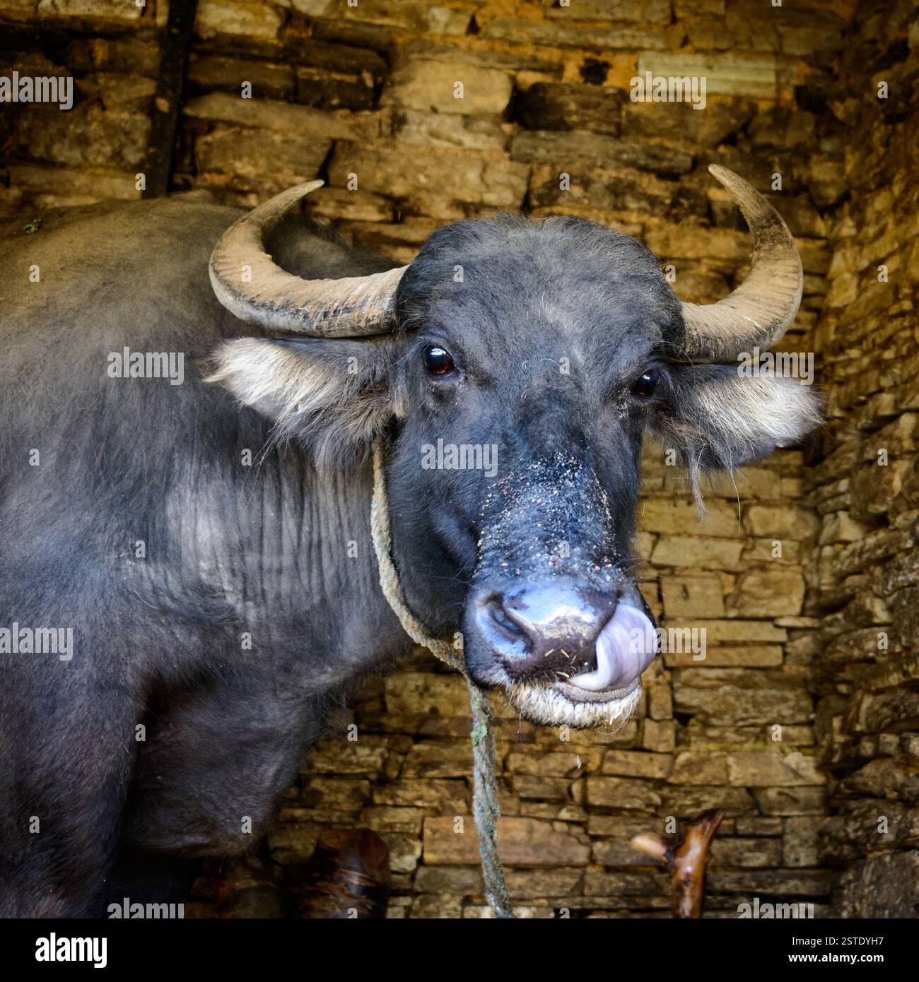 Nepalese buffalo licking its own nose Stock Photo - Alamy