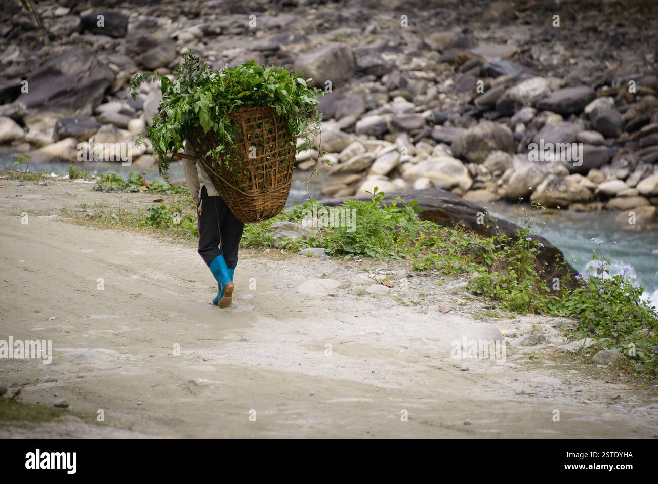 Man carrying plants on his back, Nepal Stock Photo - Alamy
