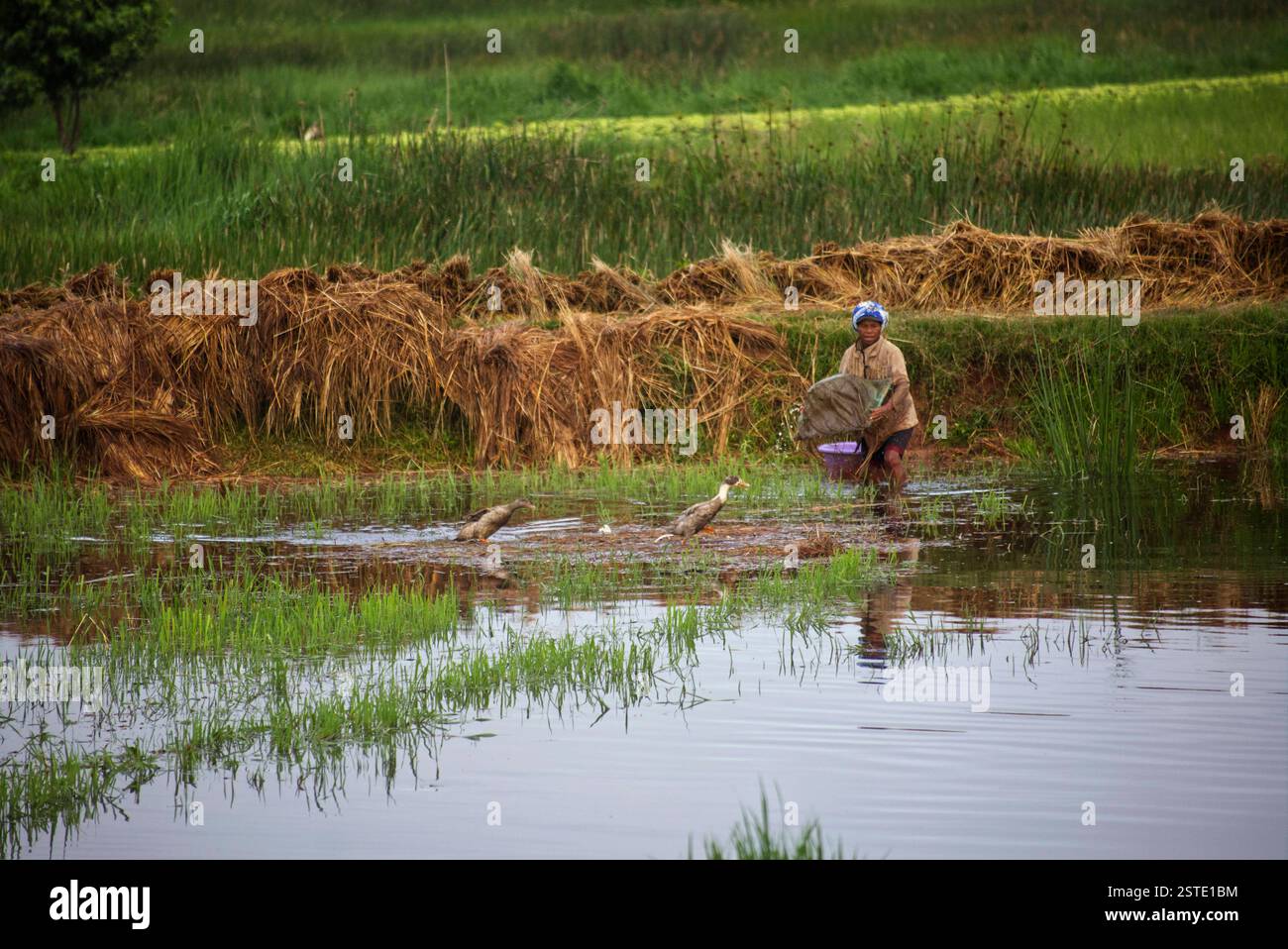 Floods in Antananarivo, Madagascar A fisherwoman early morning fishing ...
