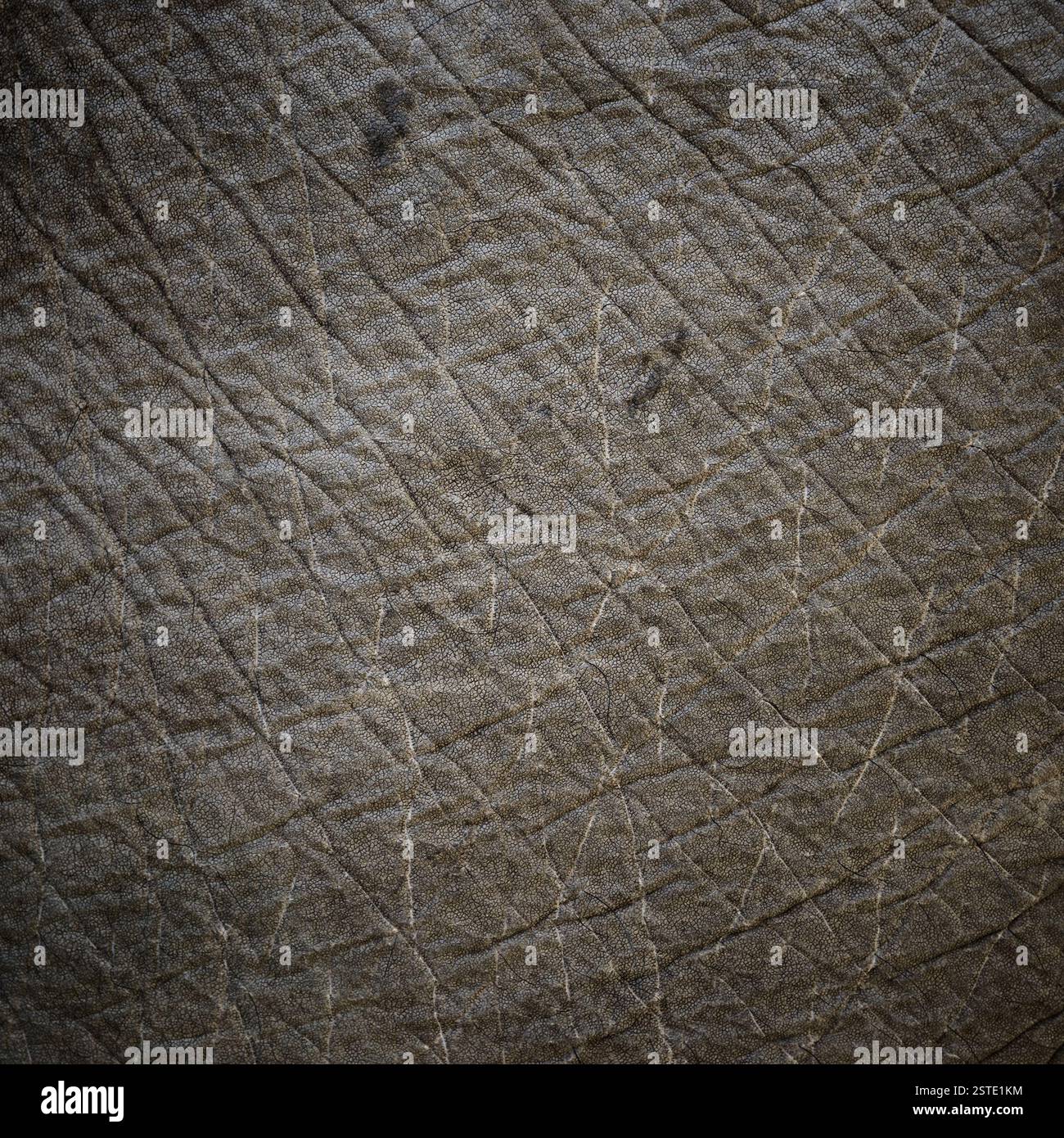 Elephant skin texture Stock Photo - Alamy