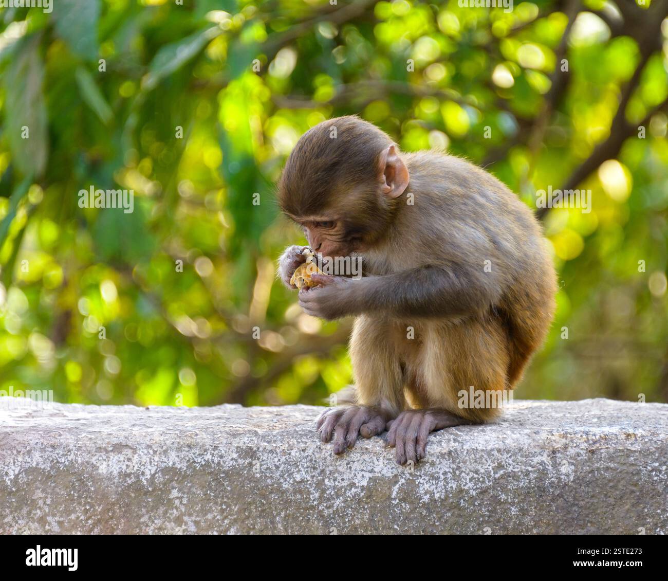 A baby macaque eating an orange Stock Photo - Alamy