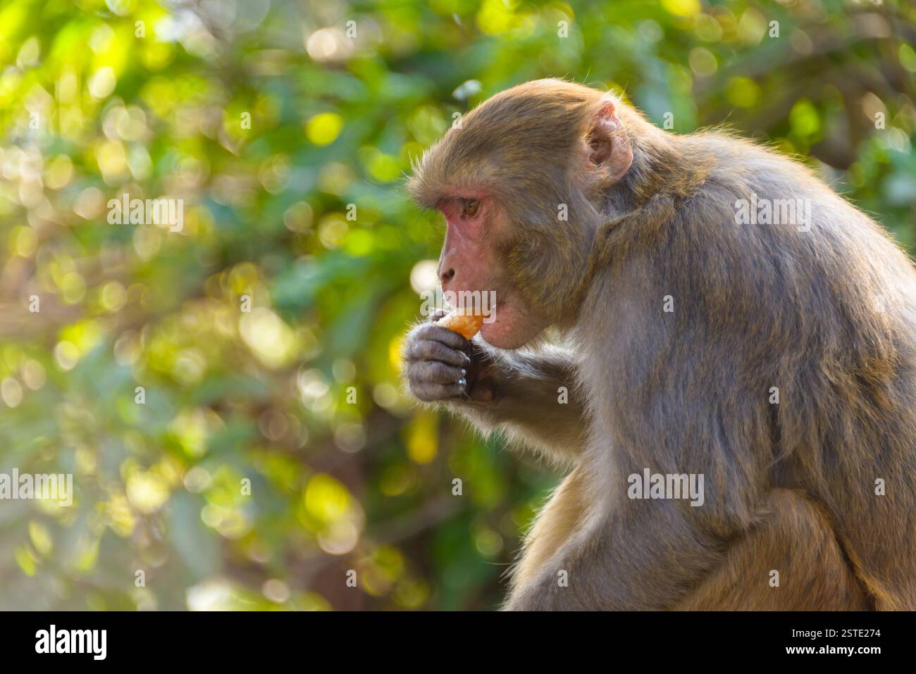 Macaque eating an orange Stock Photo - Alamy